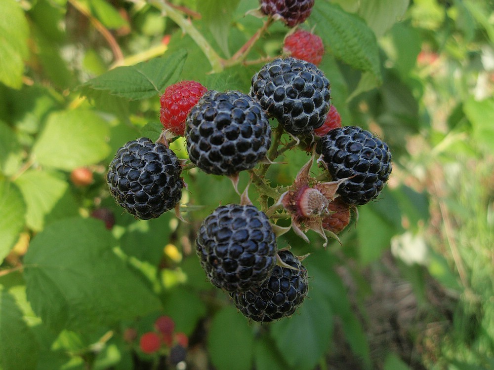Beeren