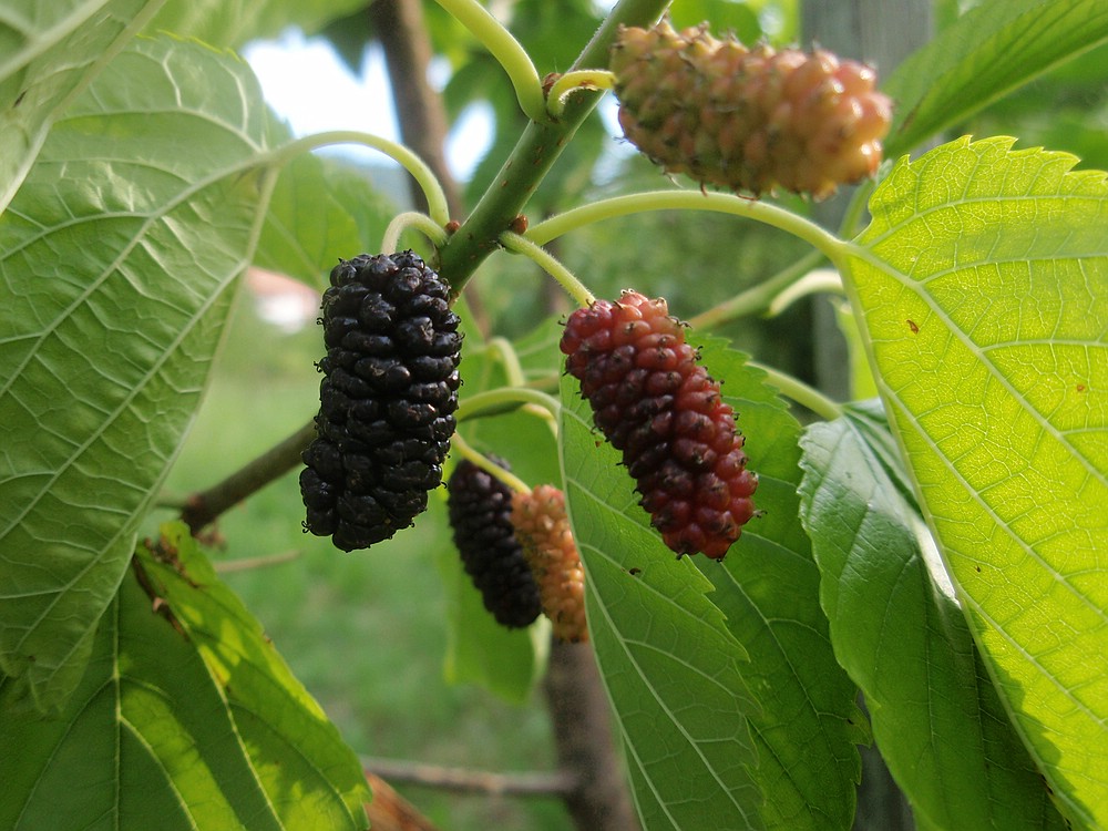 Beeren